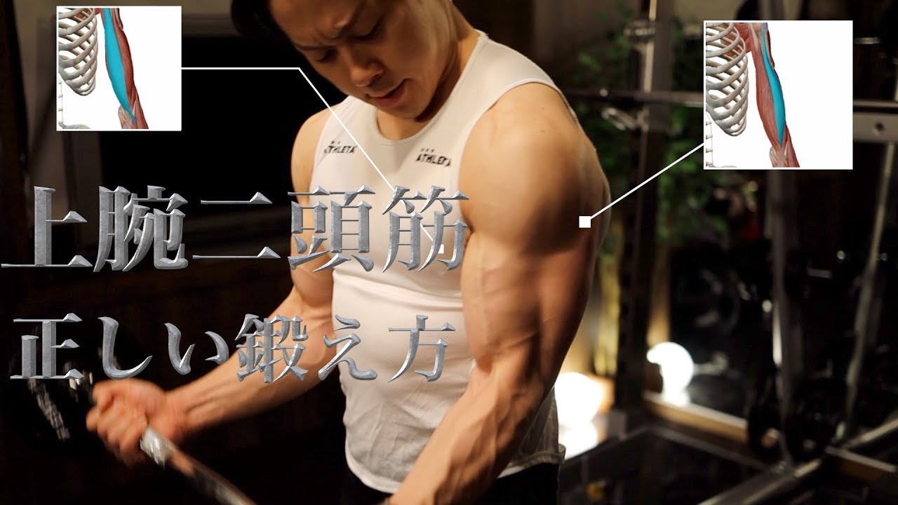 上腕二頭筋の正しい鍛え方。腕を太くするためのコツやり方の紹介。 Muscle Tube